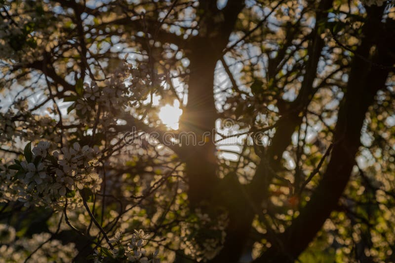 Sunrise in the Apple Fields during Spring with the Trees Full of ...