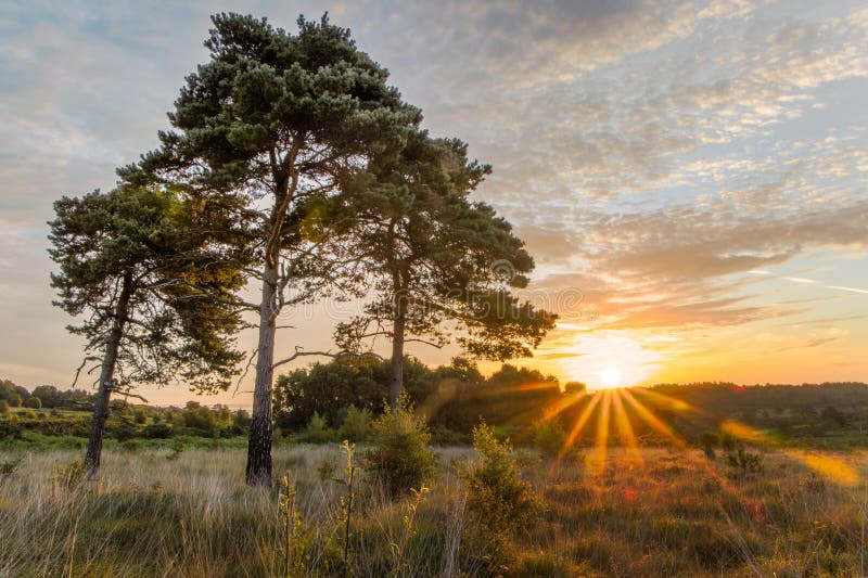 Ashdown Forest in East Sussex on a Sunny Spring Day Stock Image - Image ...