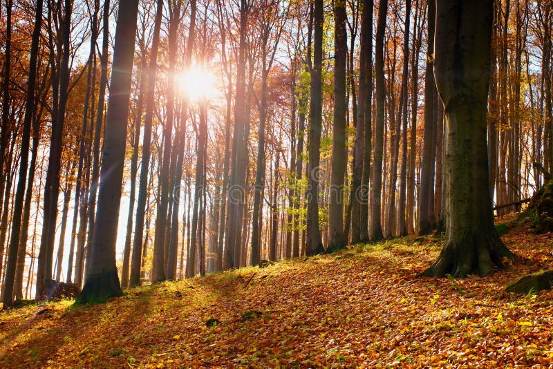 Sunrise in Autumn Beech and Maple Forest Stock Image - Image of light ...