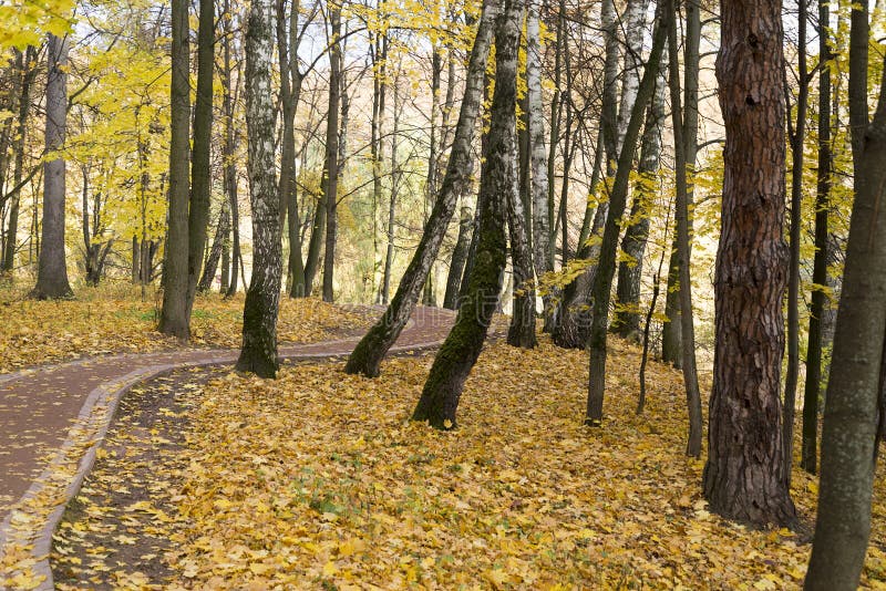 Sunrise in Autumn Forest. Walking Path in the Park Autumn Day Stock ...