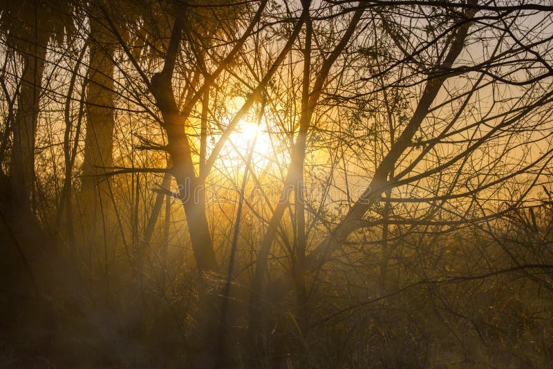 Sunrise through Bare Trees with Fog Stock Photo - Image of sunrise ...