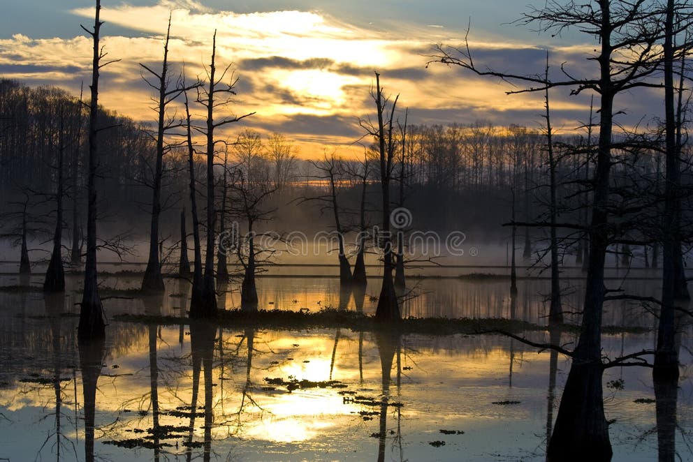 Sunrise on the Bayou stock photo. Image of mist, foggy - 21155472
