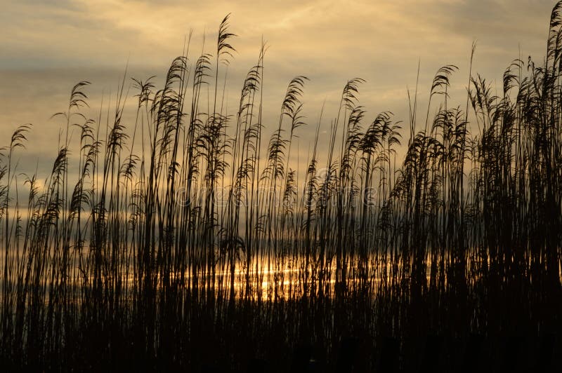 Sunrise through Beach Grass Stock Image - Image of long, island: 67010939