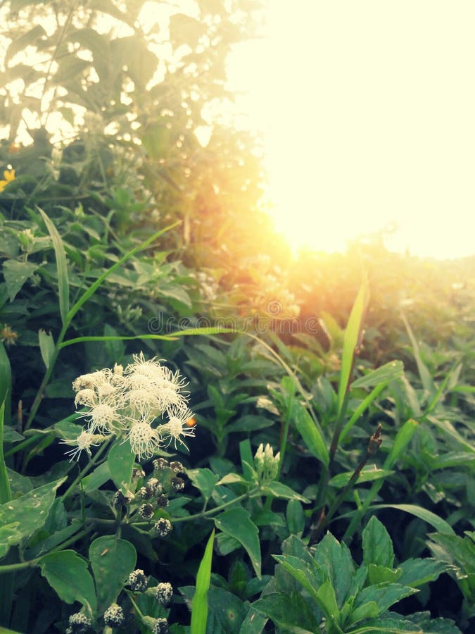 Sunrise editorial image. Image of sunrise, flower, beautiful - 67404730