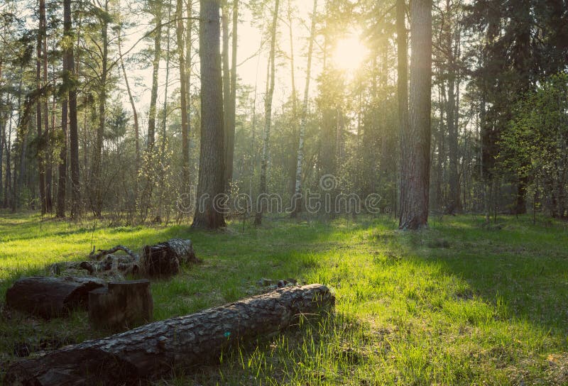Spring forest. Finland. stock image. Image of finland - 17319743