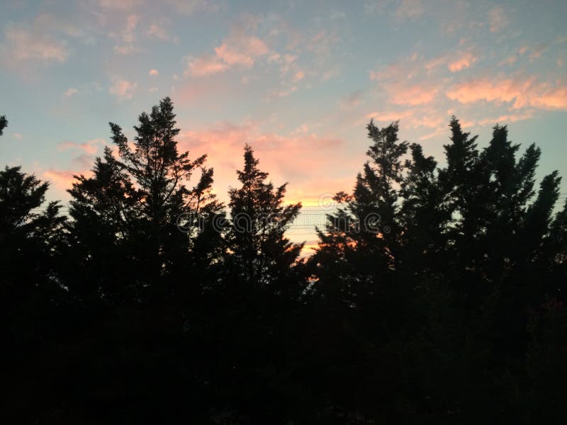 Pink Clouds and Pine Trees stock image. Image of pink - 151457953