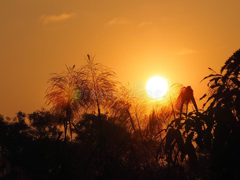 Sunrise Behind the Shadow of the Bush Stock Image - Image of plant ...