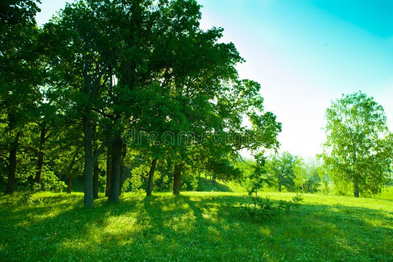 Sunrise behind tree stock photo. Image of blue, light - 46033040