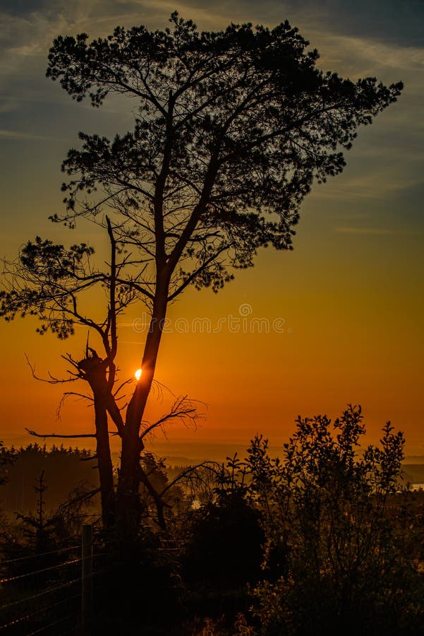 Sunrise Behind the Tree, Sun Shield Stock Photo - Image of autumn ...