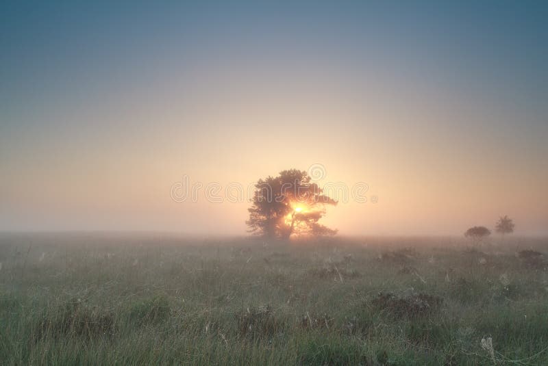 Sunrise Behind Tree on Misty Marsh Stock Image - Image of drenthe ...