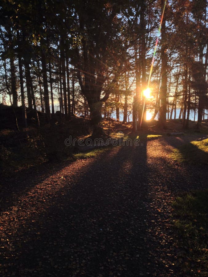 Sunrise behind trees stock image. Image of nature, landscape - 45752577