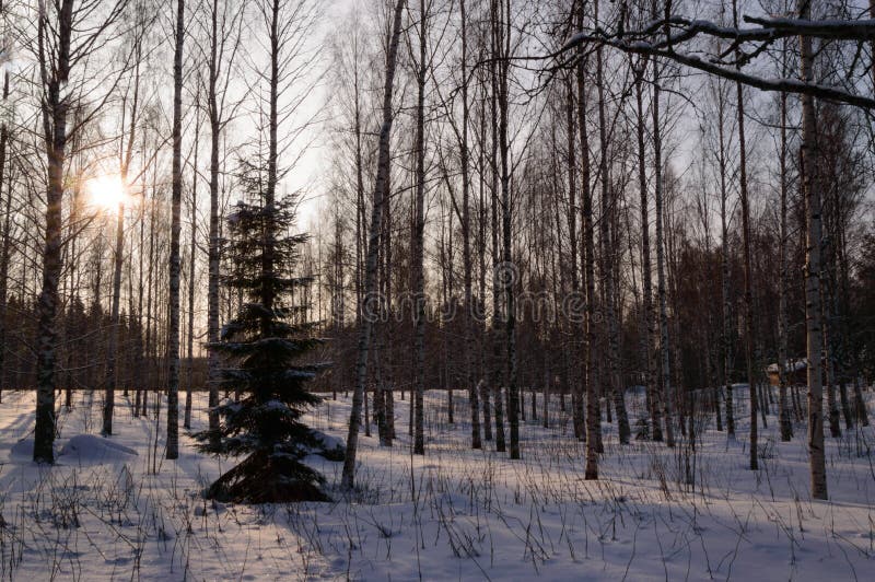 Sunrise through Birch Forest in Deep Scandinavian Winter Frost Stock ...