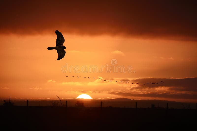 Sunrise birds stock photo. Image of wings, sunrise, flying - 84256216