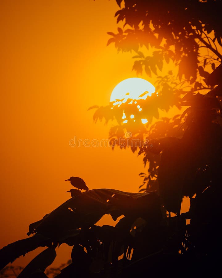 Sunrise and Birds Red Glowing Sun in the Morning Nature Stock Image ...