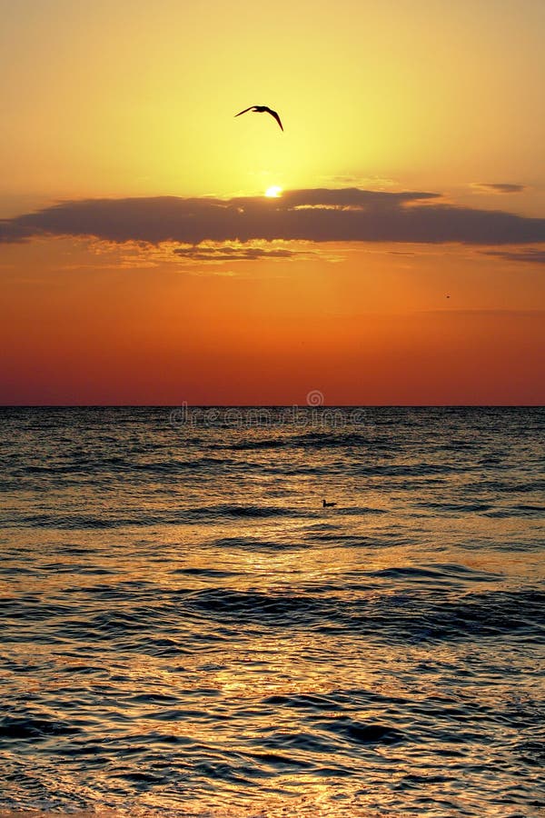 Sunrise and Birds Roaming Freely Stock Image - Image of morning ...