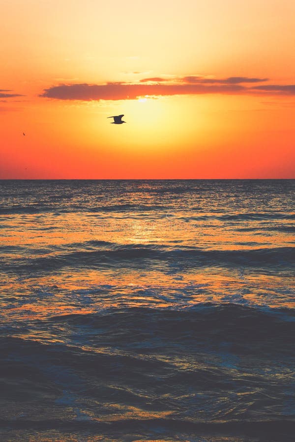 Sunrise and Birds Roaming Freely Stock Image - Image of morning ...