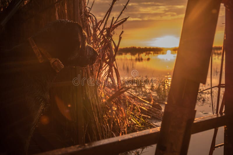 Sunrise from the blind stock photo. Image of water, friend - 40099132