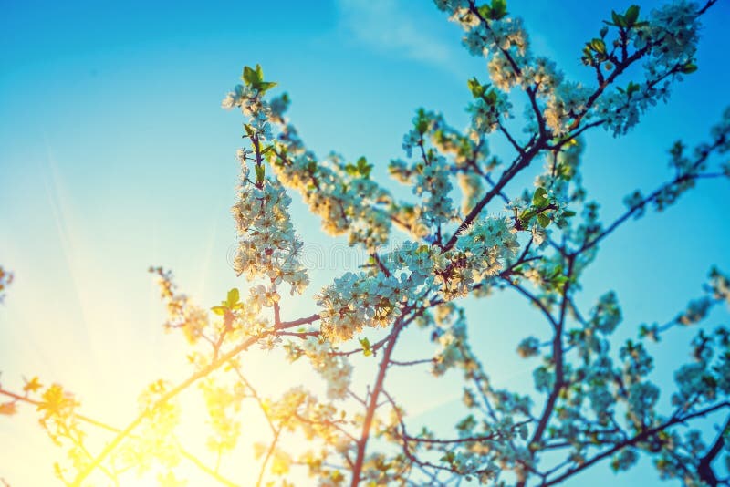 Crone of the tree and sun stock image. Image of green - 12602471