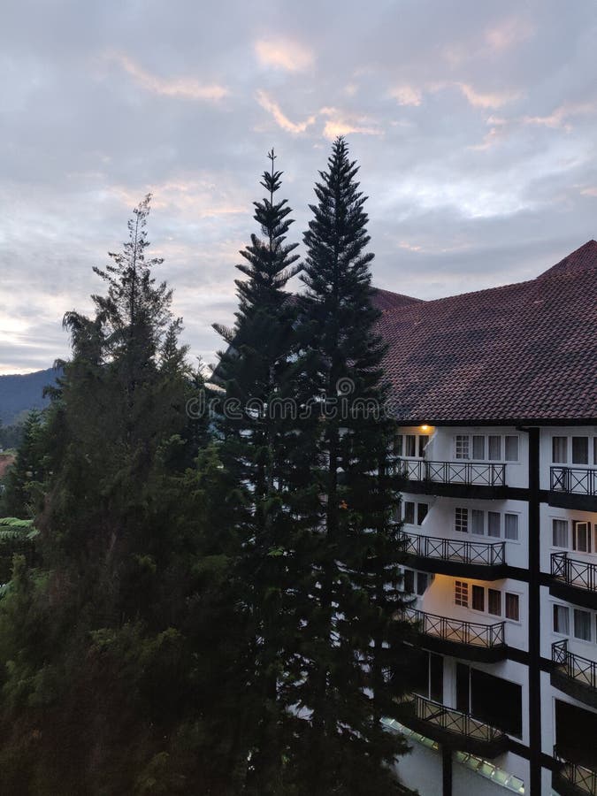 Sunrise in Cameron Highland Fresh Tree Stock Image - Image of tree ...