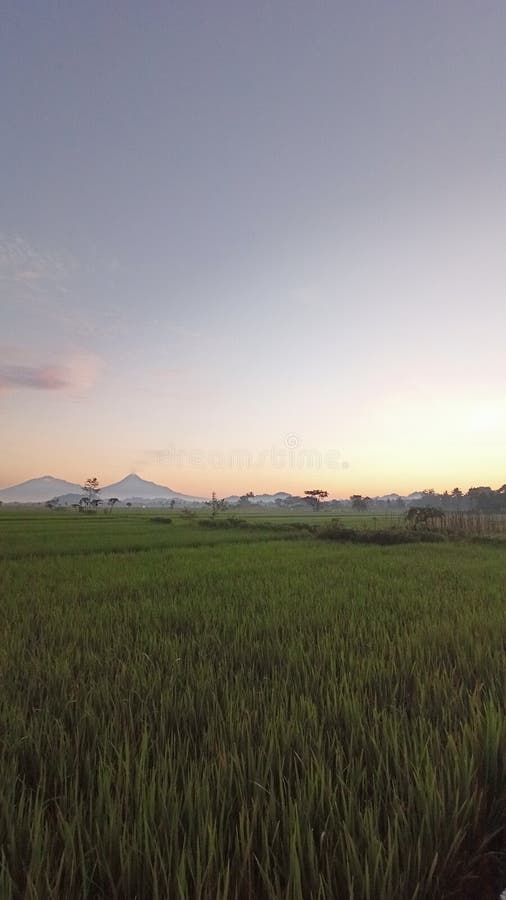 Sunrise with a Cold Atmosphere in the Rice Fields Stock Image - Image ...