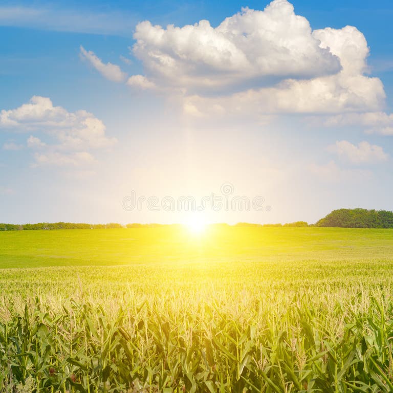 Sunrise on Corn Field with Ears Corn and Blue Sky with White Clouds ...