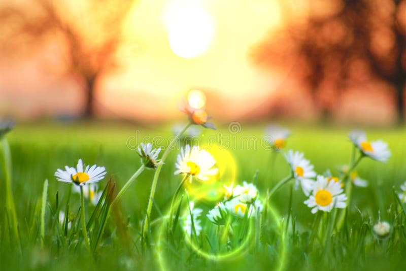 Sunrise and daisies stock photo. Image of springtime - 31592902