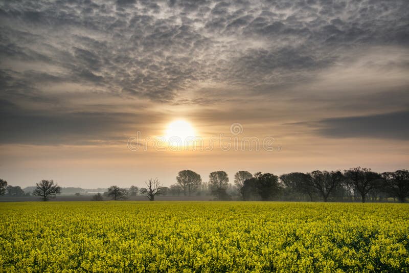 Sunrise Dawn Landscape Over Rapeseed Canola Field Stock Photo - Image ...
