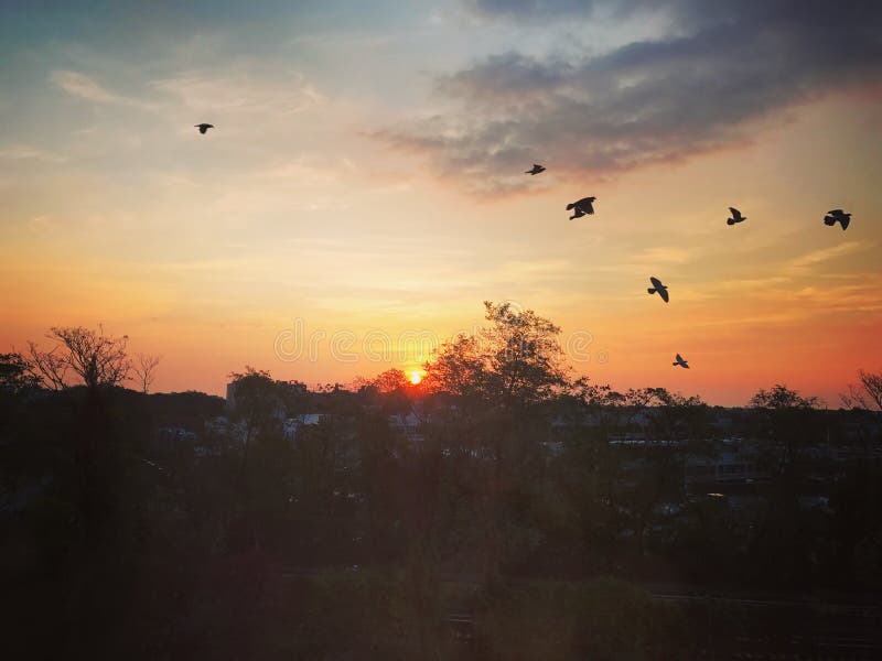 Sunrise stock photo. Image of dawning, bird, home, city - 87762368
