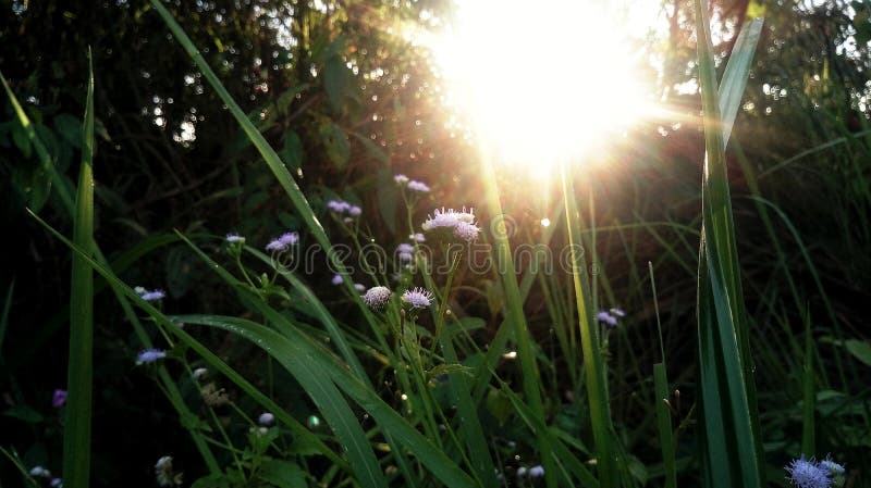 When Sunrise in Dramatic Low Angle Nature Shoot Stock Photo - Image of ...