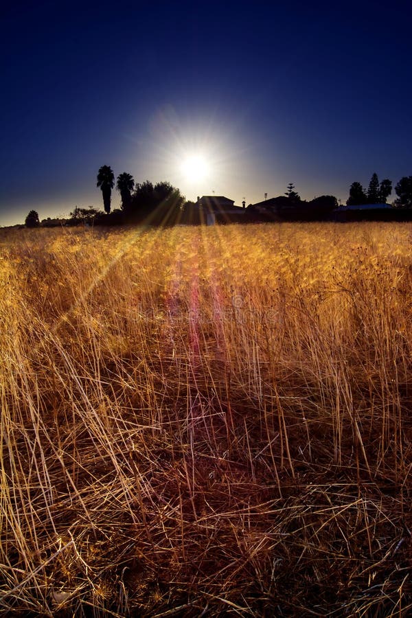 Sunrise in a Dry Crop Field Stock Image - Image of plant, harvest ...