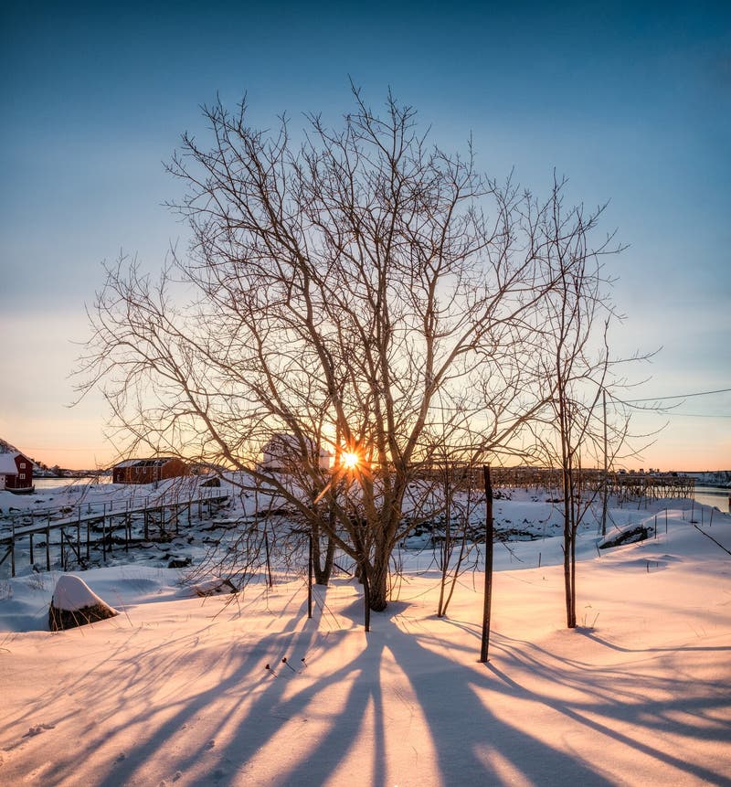 Sunrise through Dry Tree with Shadow on Snowy Stock Image - Image of ...