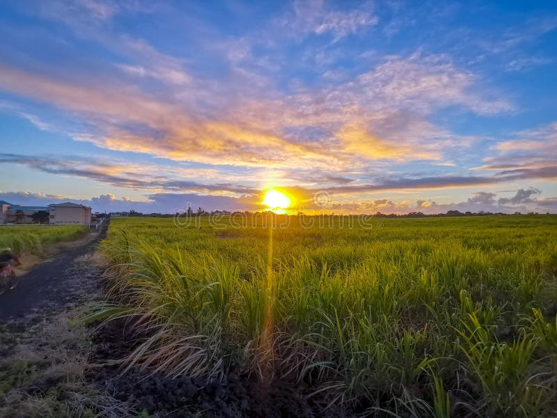 Sunrise Early Morning from the Field Stock Image - Image of dawn ...