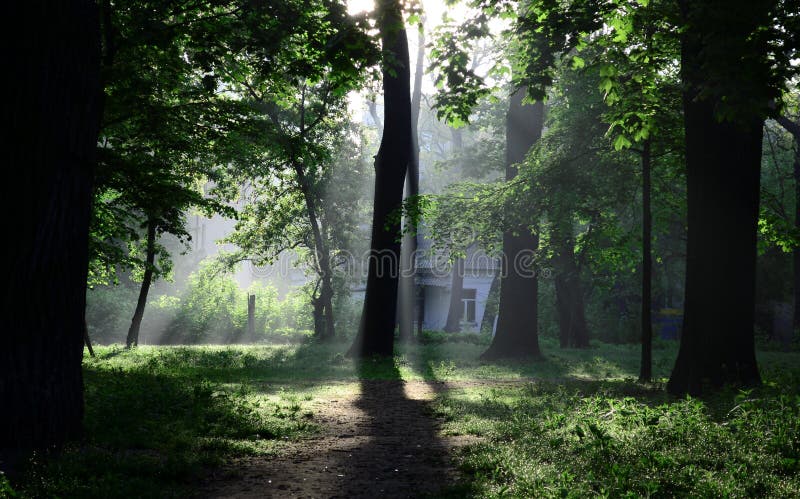 Sunrise stock image. Image of morning, wood, leaves, light - 55335227