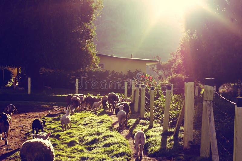 Sunrise in the Farm stock image. Image of mountain, sheep - 21716503
