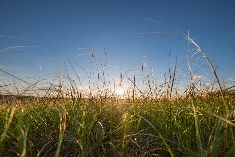 Sunrise and Feather Grass on Meadow Stock Image - Image of flower ...