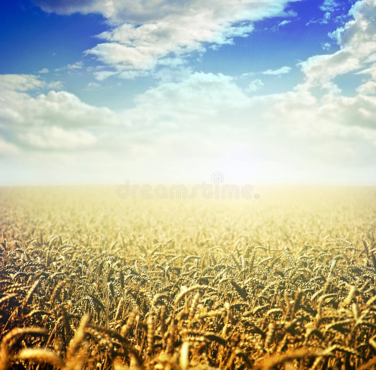 4,414 Sunrise Over Wheat Field Stock Photos - Free & Royalty-Free Stock ...