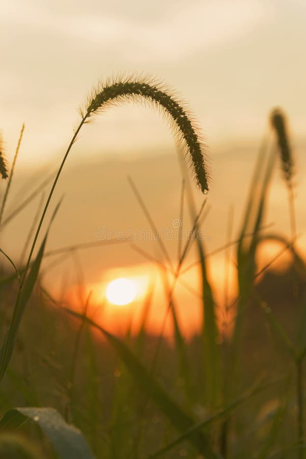Sunrise in field stock image. Image of sunrise, field - 77287685