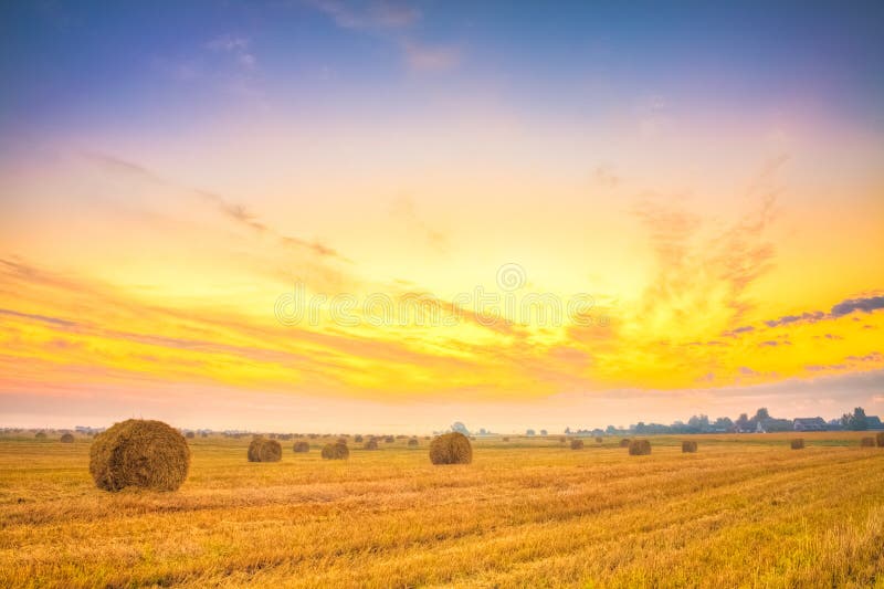 Golden field stock photo. Image of rural, endless, meal - 5956138