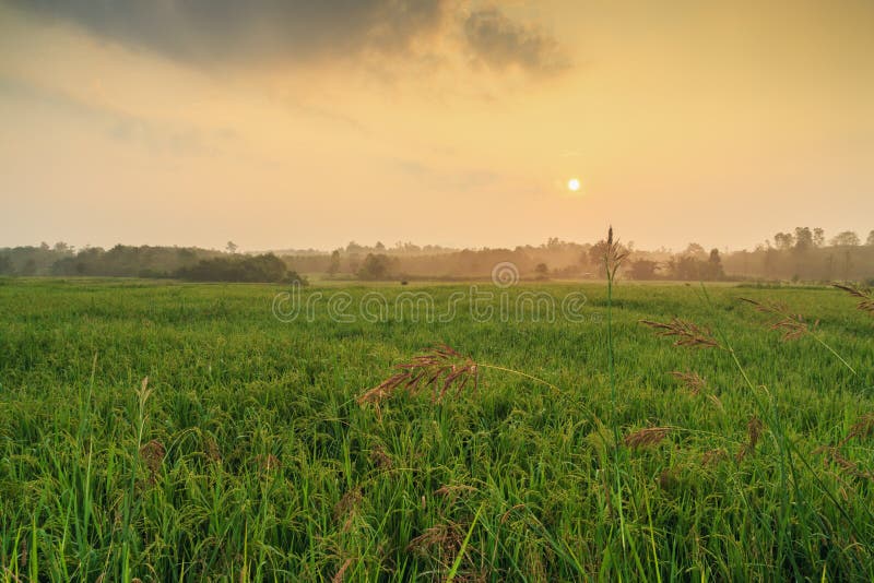 Sunrise in the field stock image. Image of tree, field - 69991429