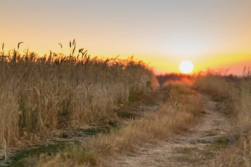 Sunrise in the field. stock photo. Image of blue, meadow - 75622622