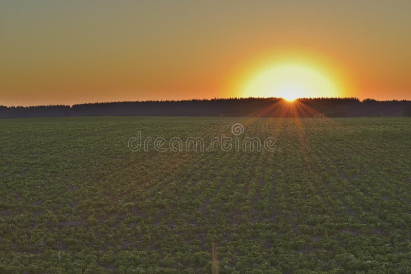 Sunrise in the field stock image. Image of color, morning - 55282049