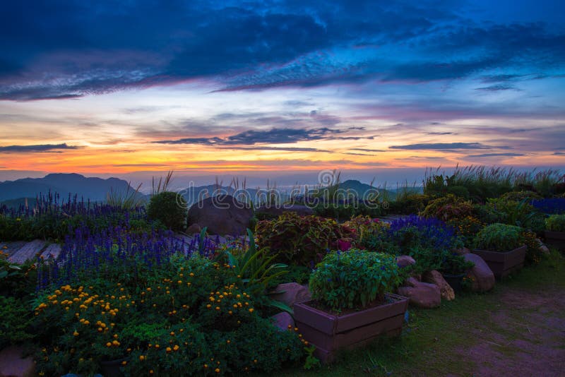 Sunrise flower garden stock image. Image of bloom, blue - 61103393