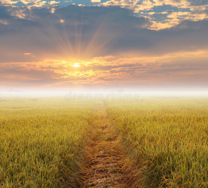 Sunrise with Fog Over the Yellow Rice Field with Dew Drop Stock Image ...
