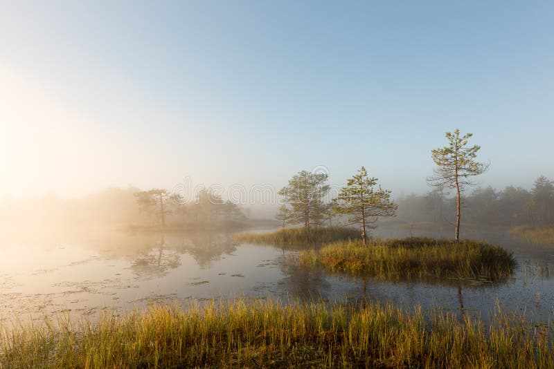 Sunrise in foggy bog stock image. Image of group, round - 85715083