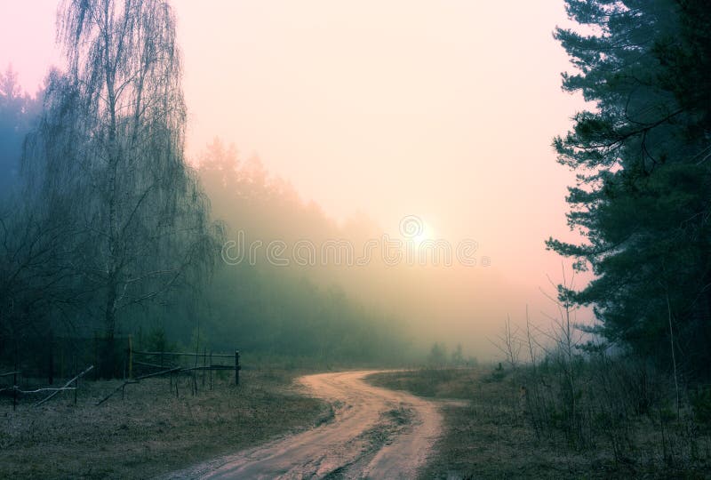 Sunrise in foggy forest stock photo. Image of glow, road - 45936018