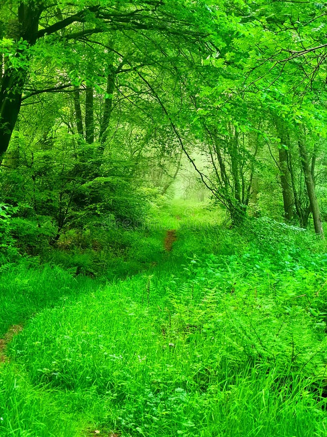 Sunrise Forest County Durham Stock Image - Image of jungle, tree: 220328741