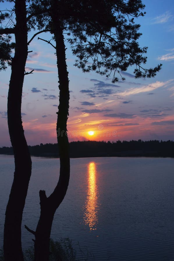 Sunrise on the Forest Lake with the Pine Tree in the Foreground. Stock ...