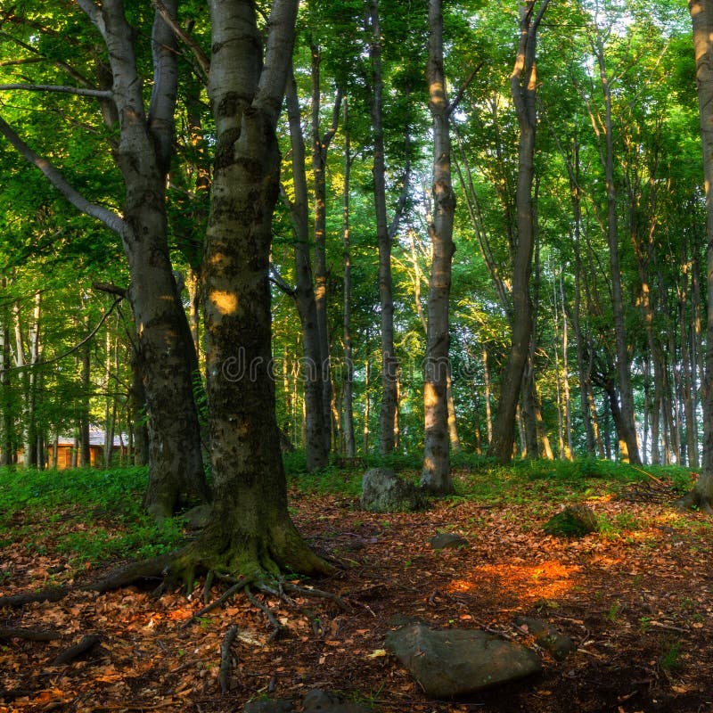 Sunrise in the Middle of an Amazing Forest. Stock Image - Image of ...