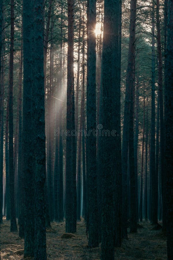 Sunrise in the Forest, Rays Break through the Trees Stock Image - Image ...