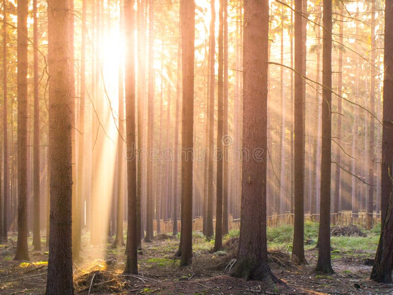 Sunrise in the Forest. Sun Rays Shining through Trees and Morning Mist ...